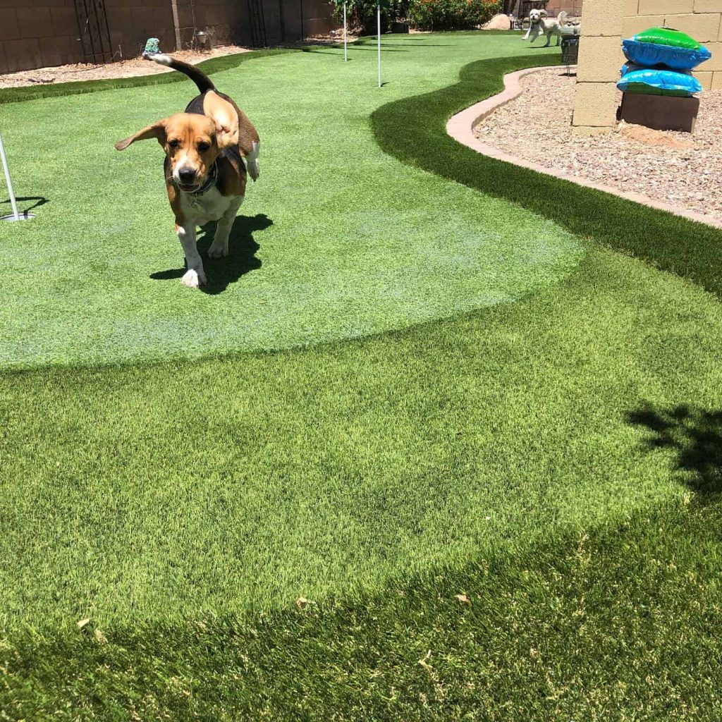 Artificial Turf in Front Yard - Paradise Greens